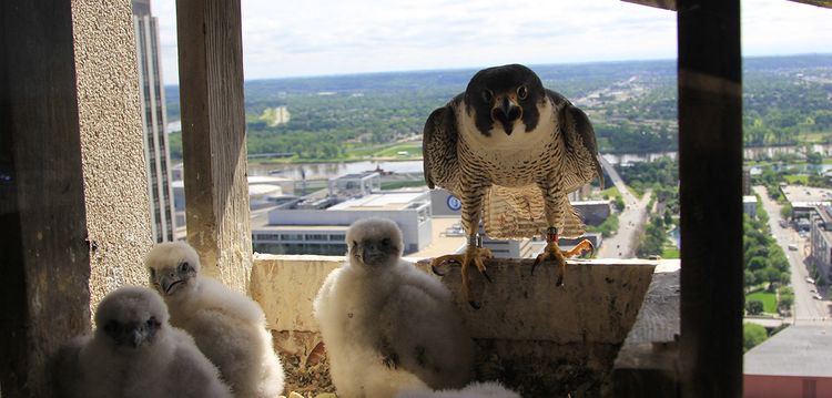 WoodmenLife Tower Peregrine Falcon Watch: Family Tree | WoodmenLife