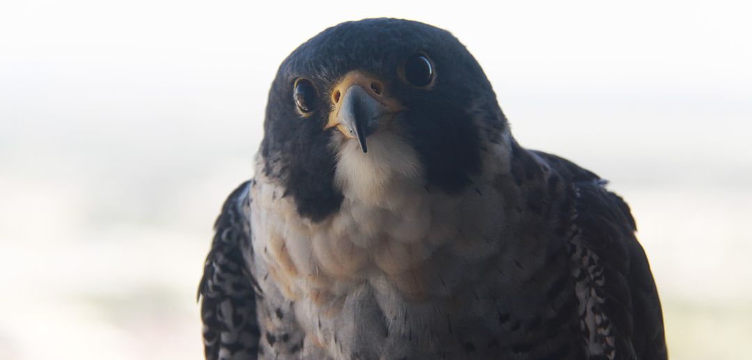 WoodmenLife Tower Peregrine Falcon Watch | WoodmenLife