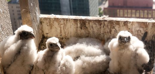 WoodmenLife Tower Peregrine Falcon Watch: Falconry | WoodmenLife